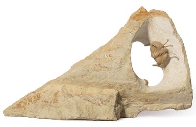 Окаменелости трилобитов купить в магазине Paleohunters
